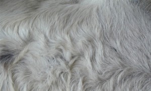 30 Awesome Fur Textures