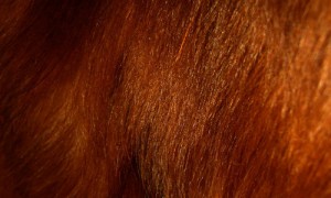 30 Awesome Fur Textures